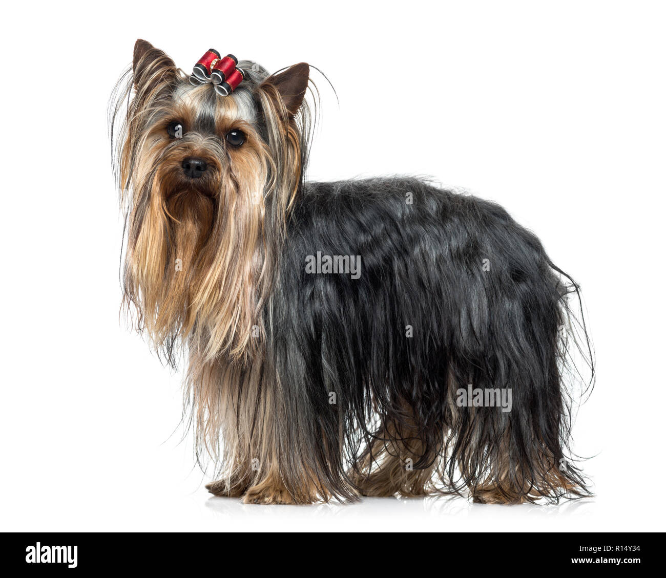 Side view of a Yorkshire Terrier (2.5 years old Stock Photo - Alamy