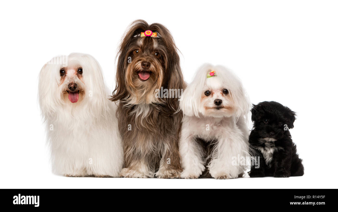 group of dog : maltese and Havanese puppy Stock Photo - Alamy