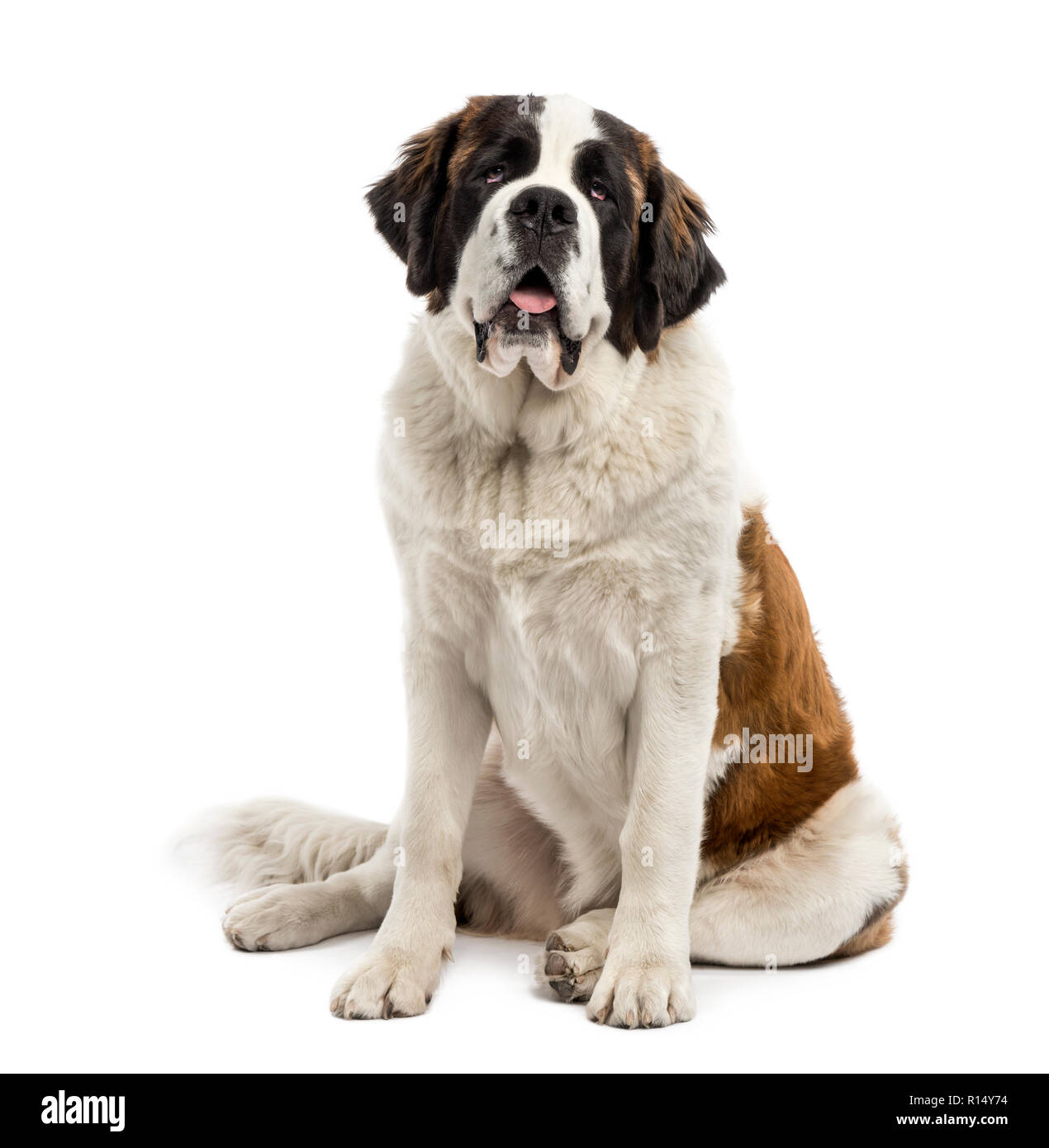 Saint bernard hi-res stock photography and images - Alamy