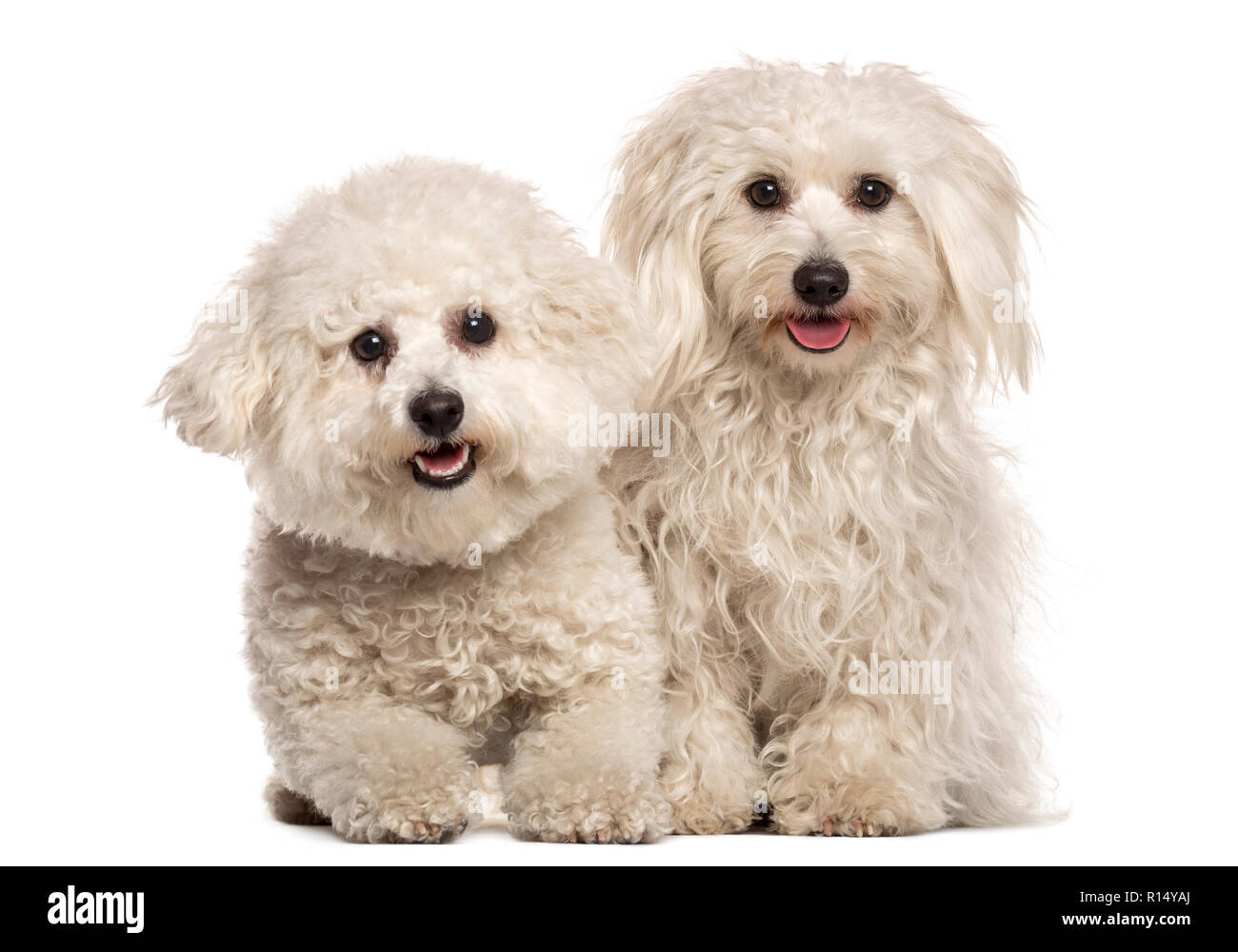 Two Malteses sitting in front of a white background Stock Photo - Alamy