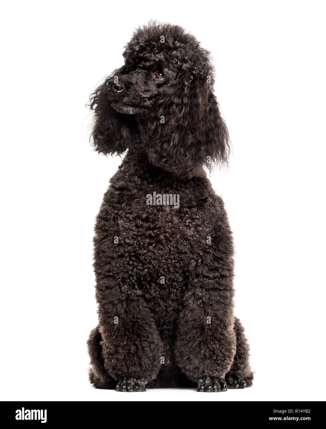 Poodle sitting in front of a white background Stock Photo - Alamy