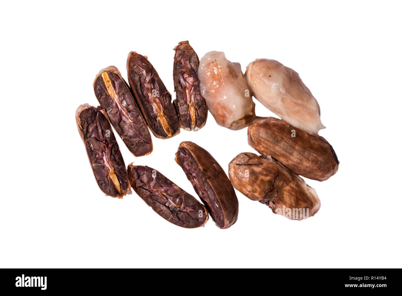 Forastero tree hi-res stock photography and images - Alamy