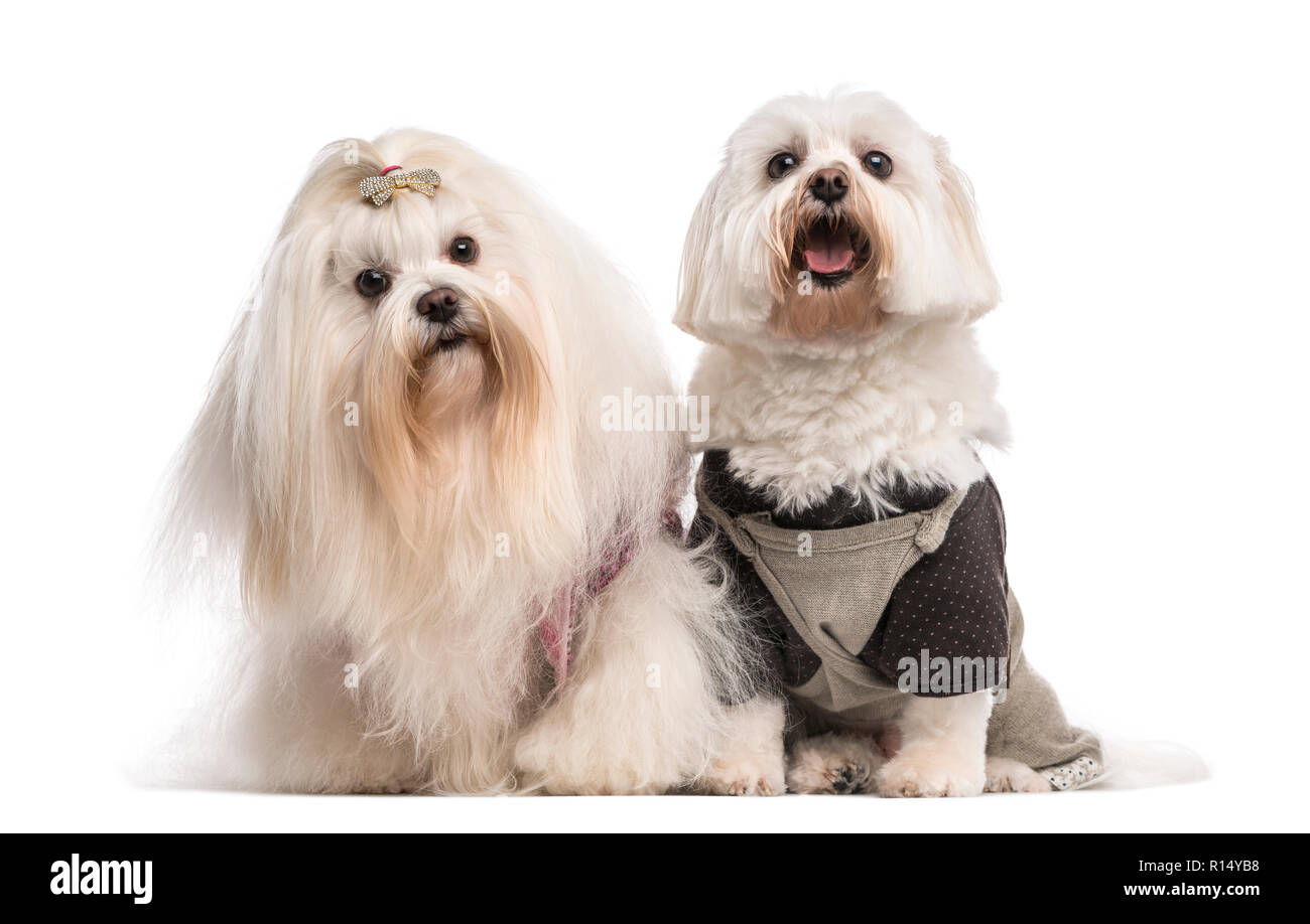 Malteses people hi-res stock photography and images - Alamy