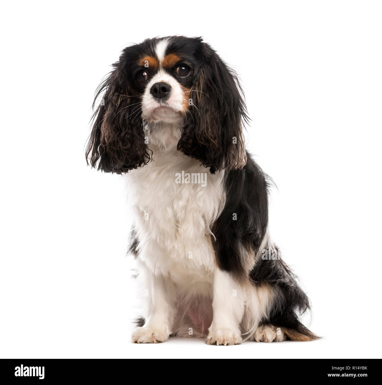 Cavalier King Charles Spaniel (3 years old Stock Photo - Alamy