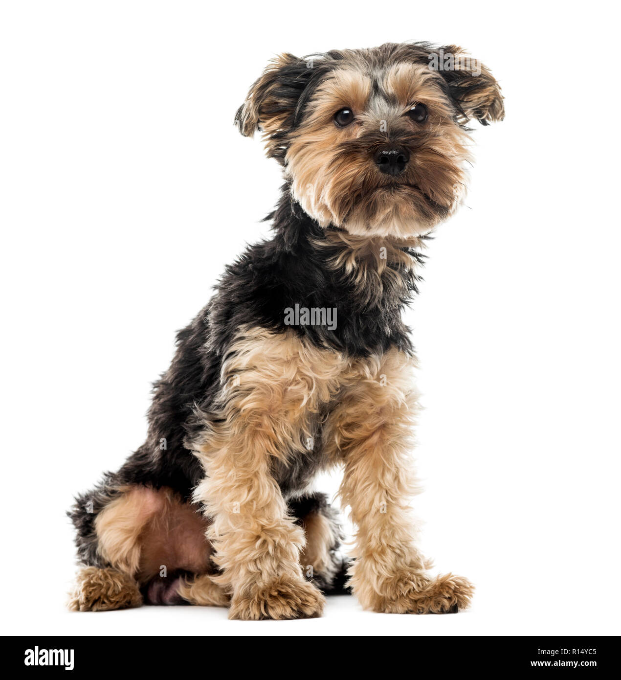 Yorkshire sitting in front of a white background Stock Photo - Alamy