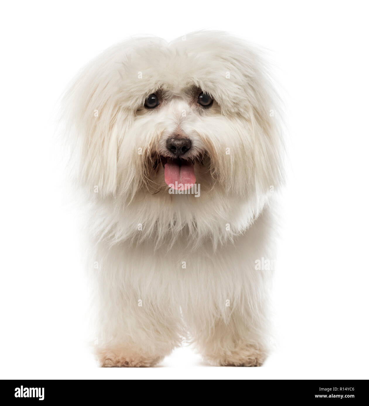 Maltese standing in front of a white background Stock Photo - Alamy