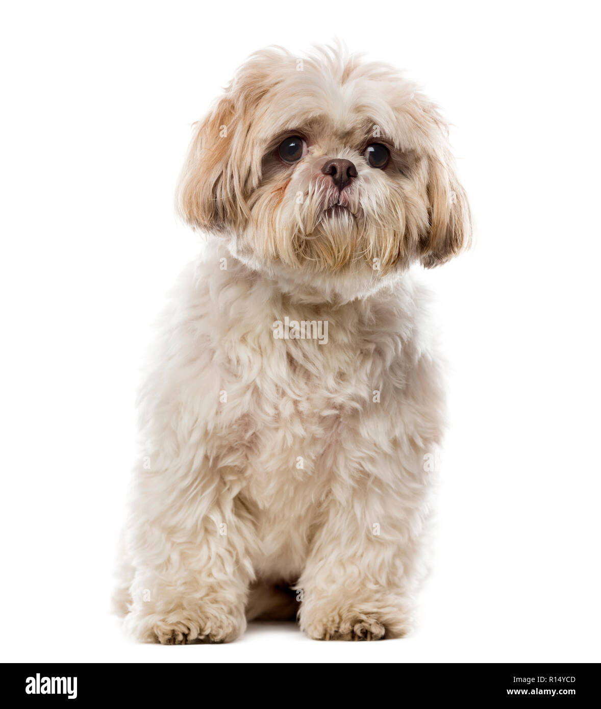 Dog in front white hi-res stock photography and images - Alamy