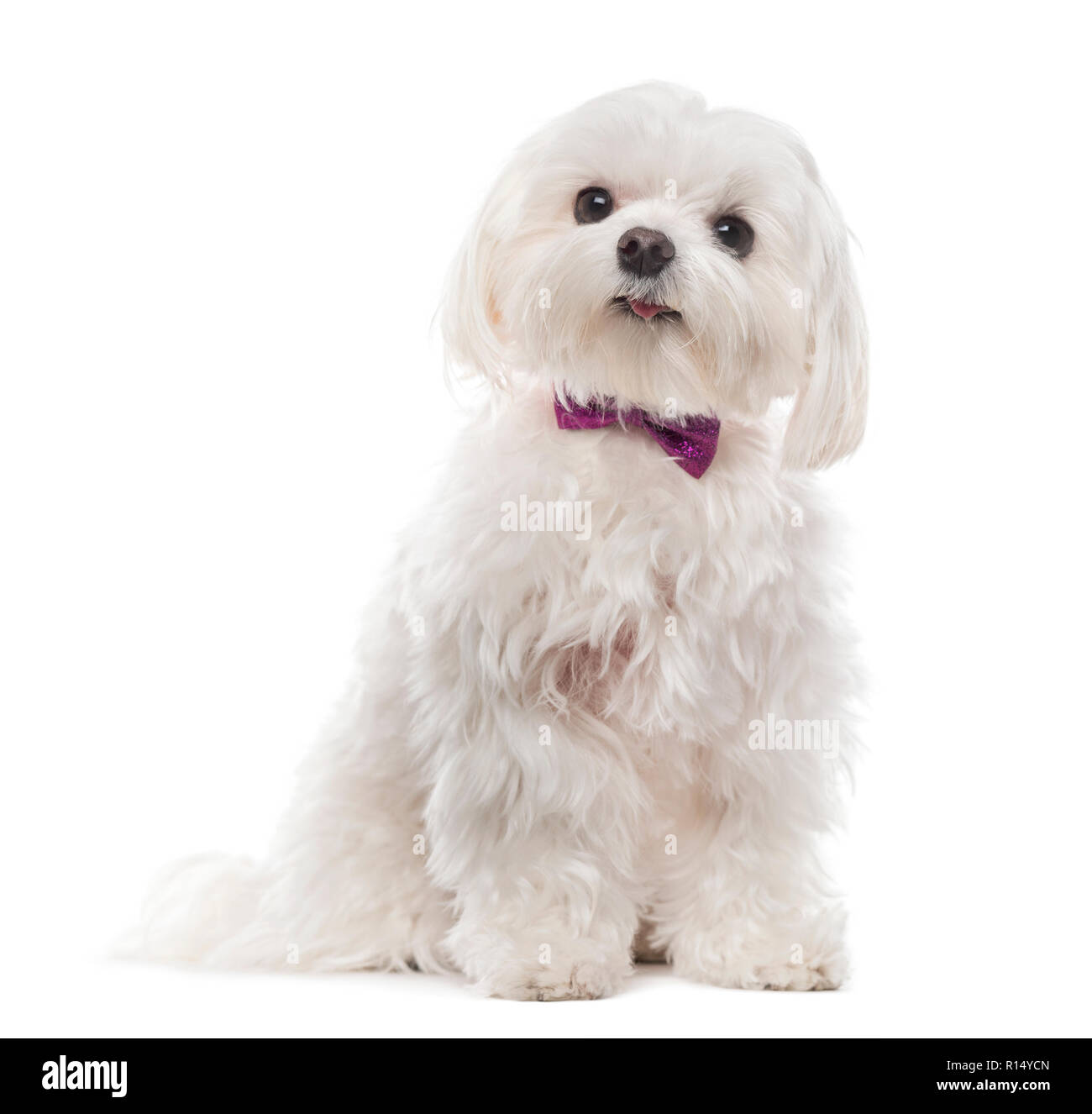 Dog in front white hi-res stock photography and images - Alamy