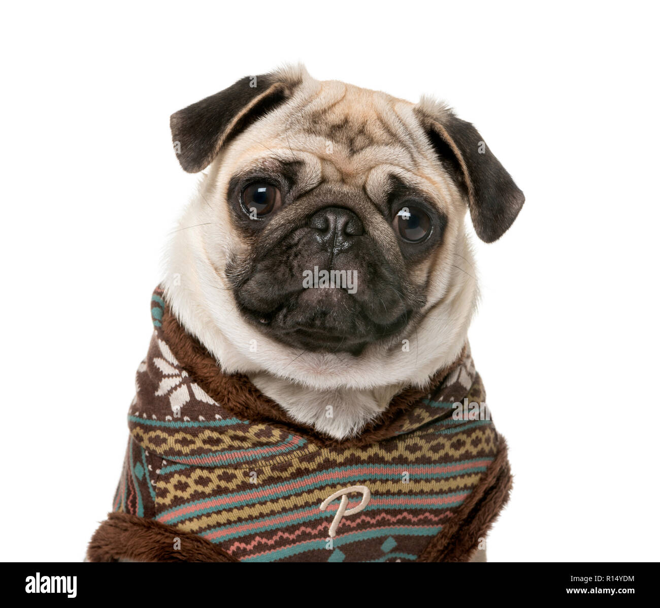 Pug (7 months old) in front of a white background Stock Photo - Alamy