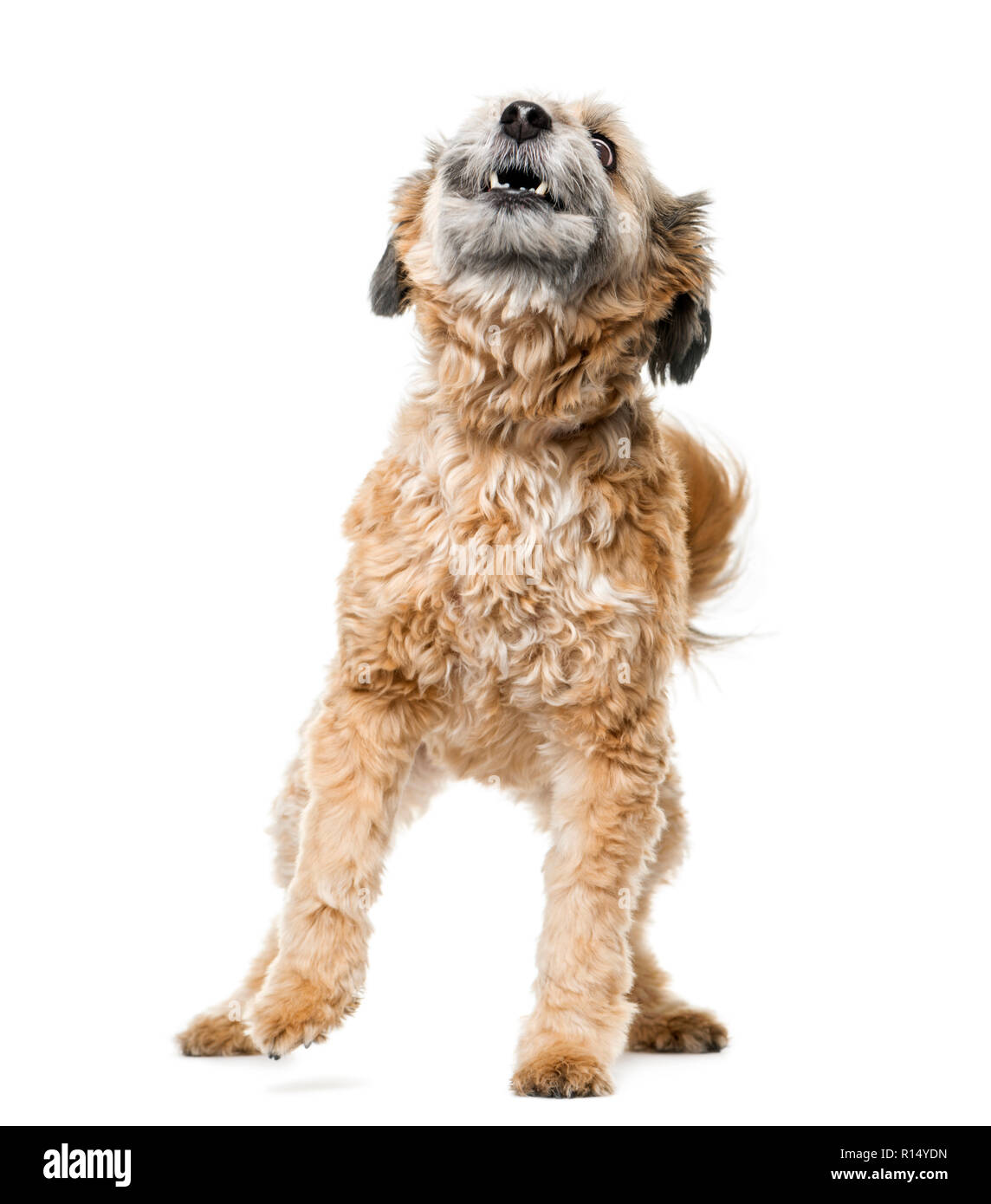 Dog barking hi-res stock photography and images - Alamy