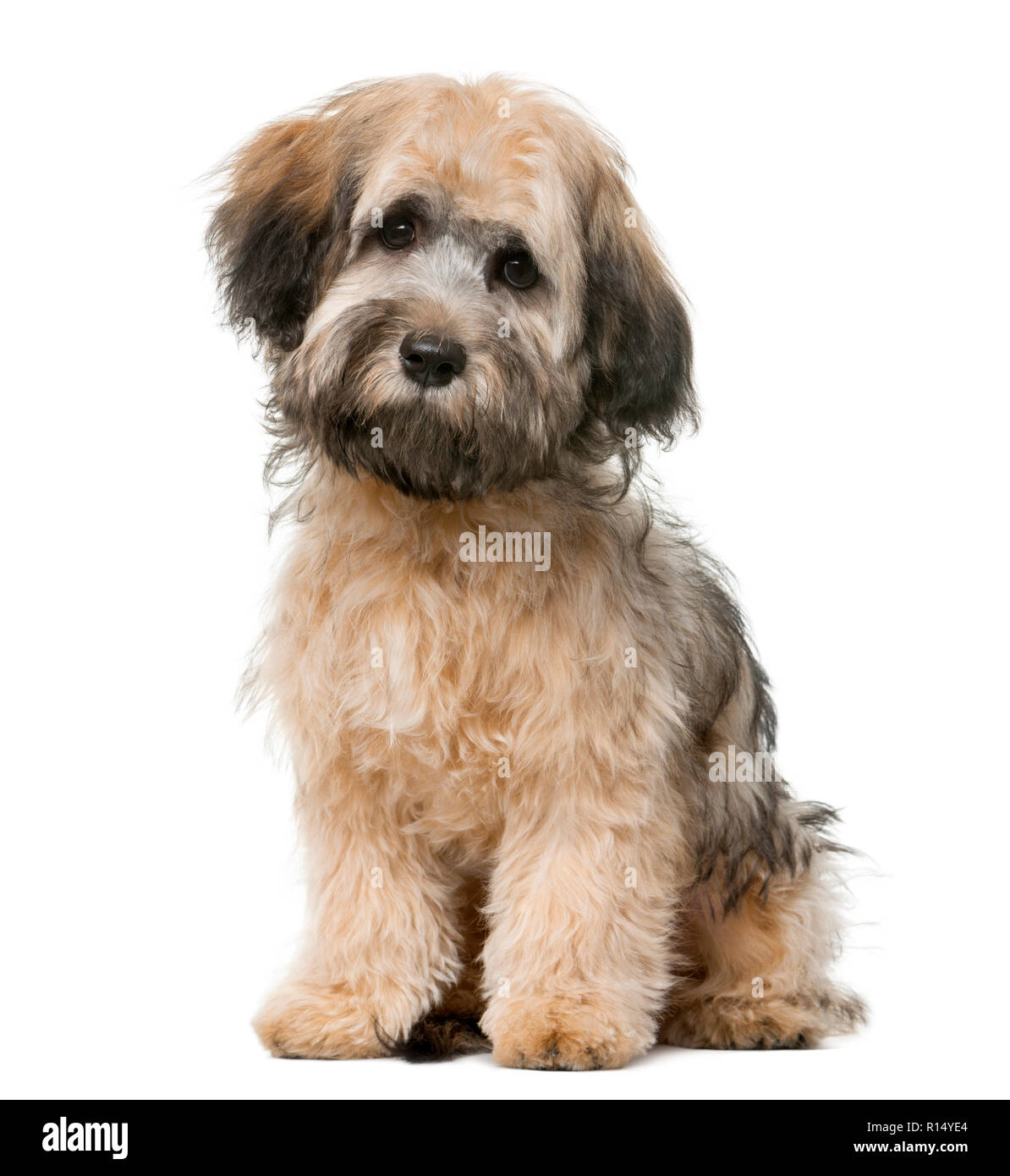 Havanese sitting in front of a white background Stock Photo - Alamy