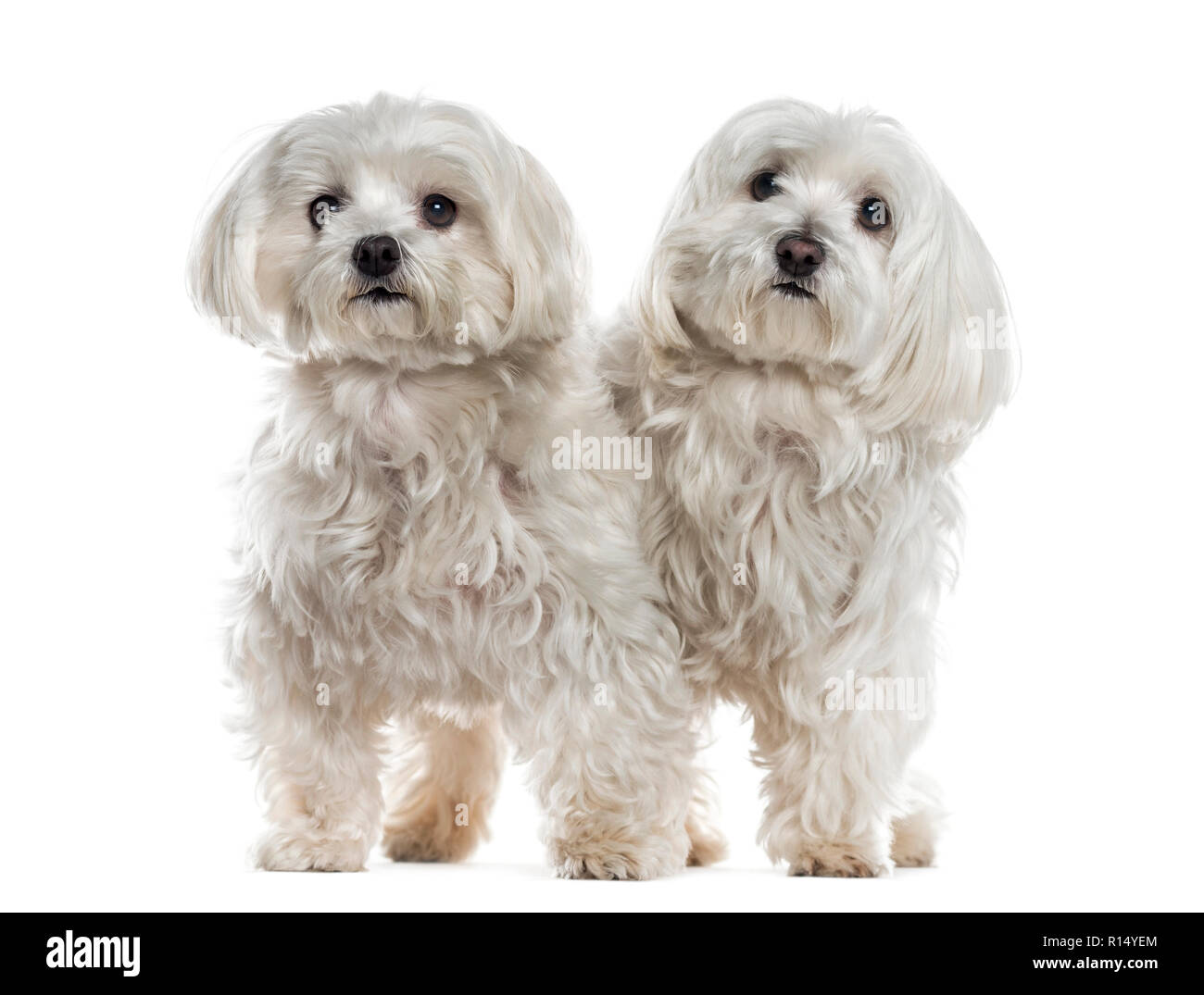 Malteses people hi-res stock photography and images - Alamy