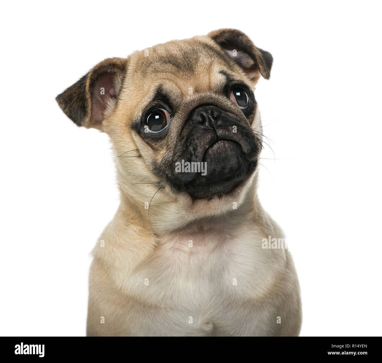 Pug puppy headshot hi-res stock photography and images - Alamy