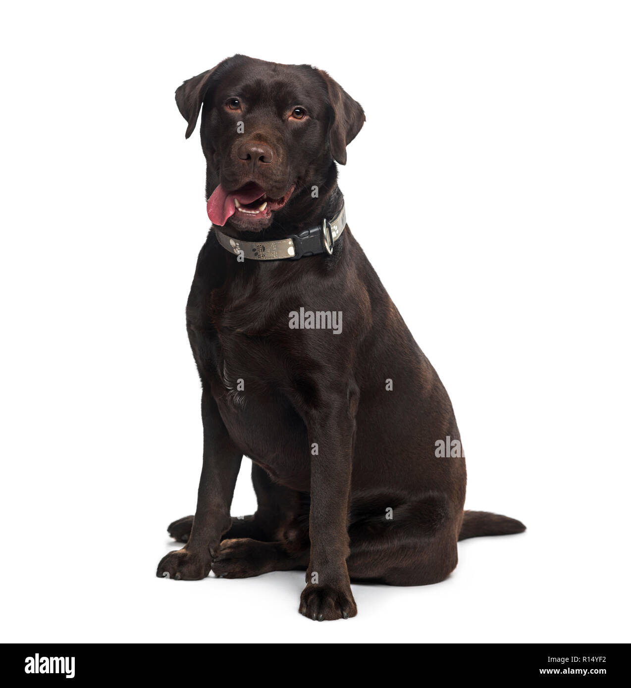 Labrador Retriever (1 year old Stock Photo - Alamy