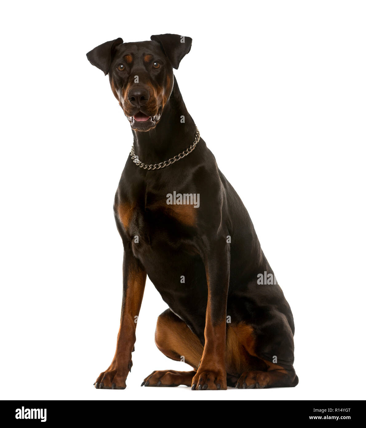 Dog Sitting Down Front View