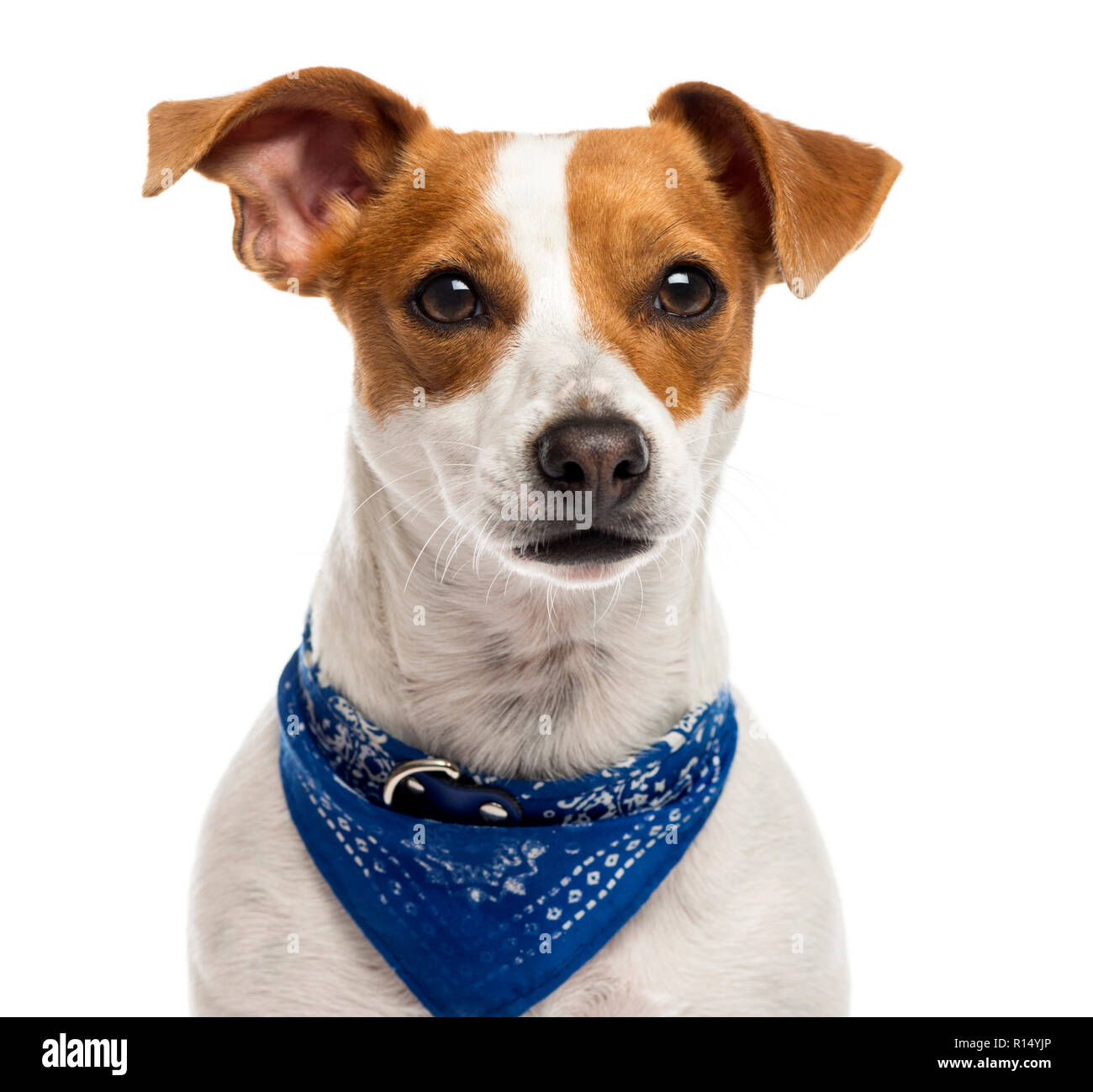 Close-up of a Jack Russell in front of a white background Stock Photo ...