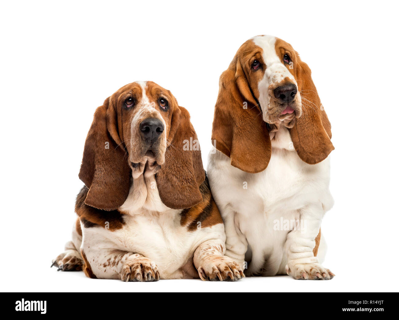 Two Basset Hounds in front of a white background Stock Photo - Alamy