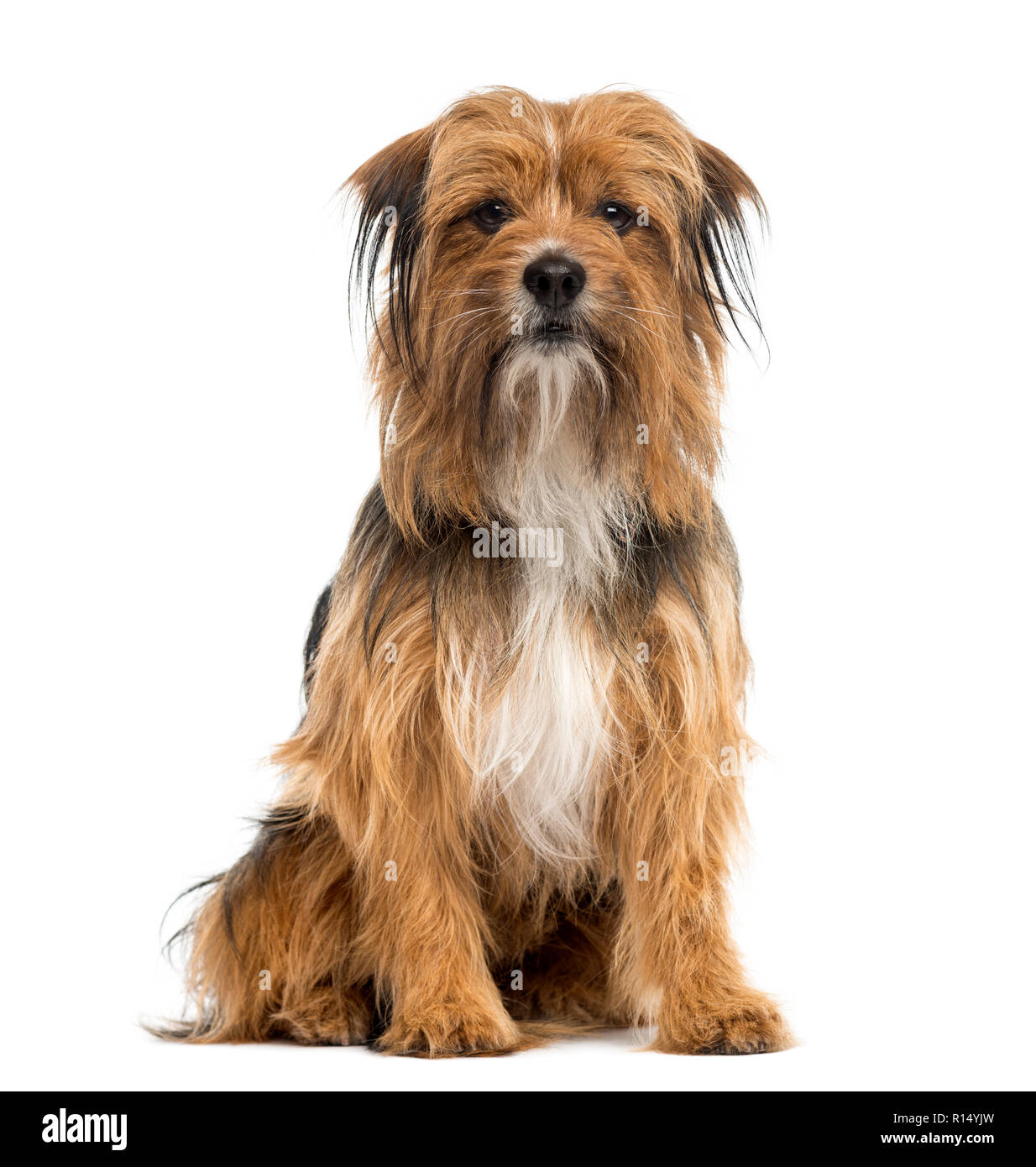 Crossbreed sitting in front of a white background Stock Photo - Alamy