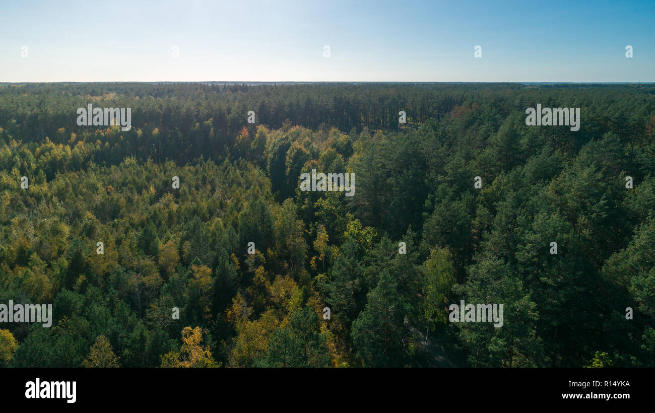 Aerial view of the pine forest Stock Photo - Alamy
