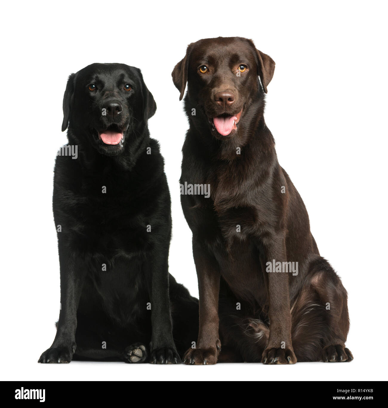 Two Labradors sitting in front of a white background Stock Photo - Alamy