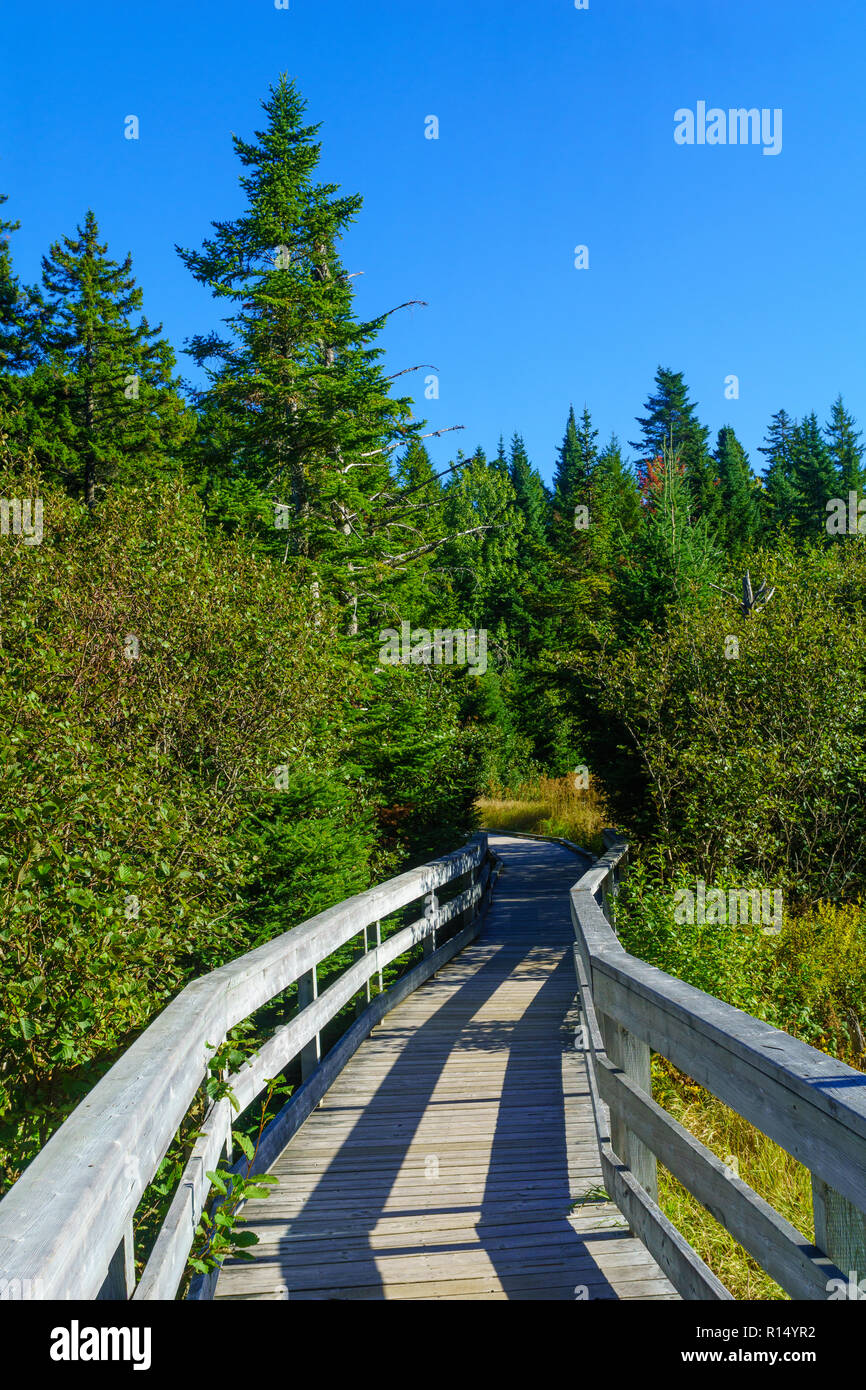 Elevated footpath in the Caribou Plain, Fundy National Park, New ...