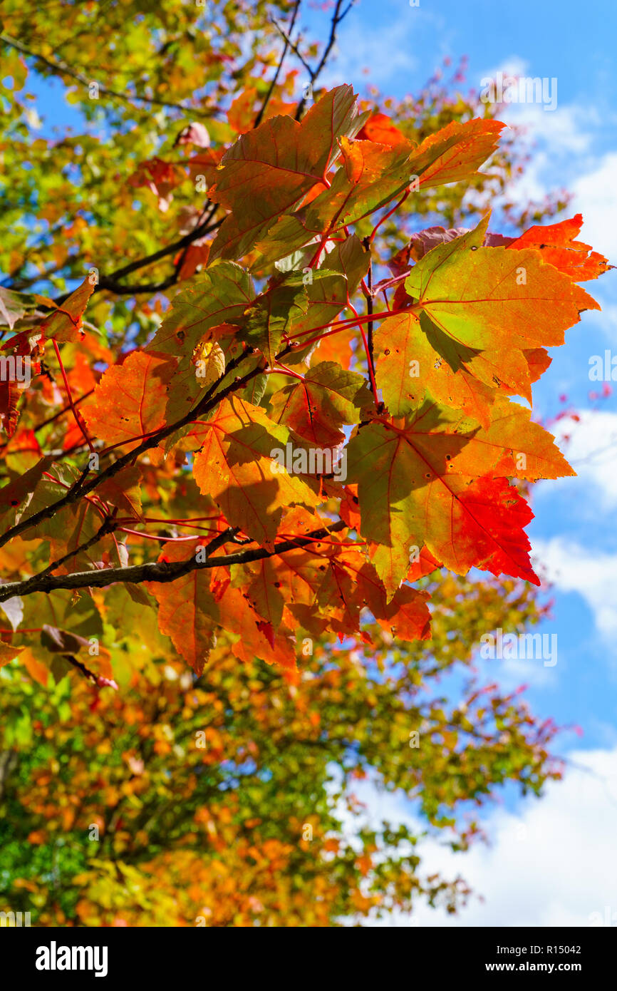 View of a tree with fall foliage colors in the Laurentian Mountains ...