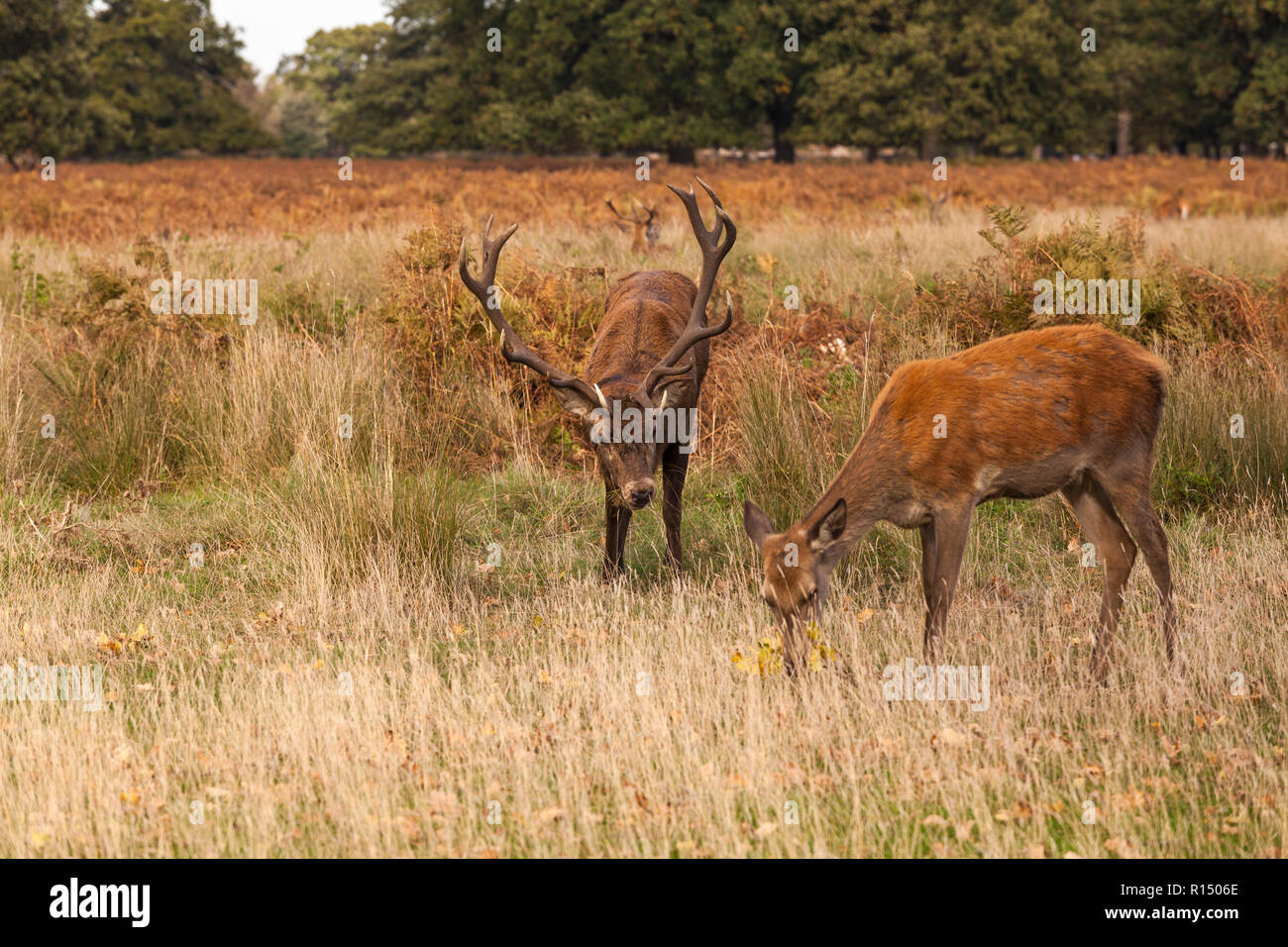 Red stag hi-res stock photography and images - Alamy