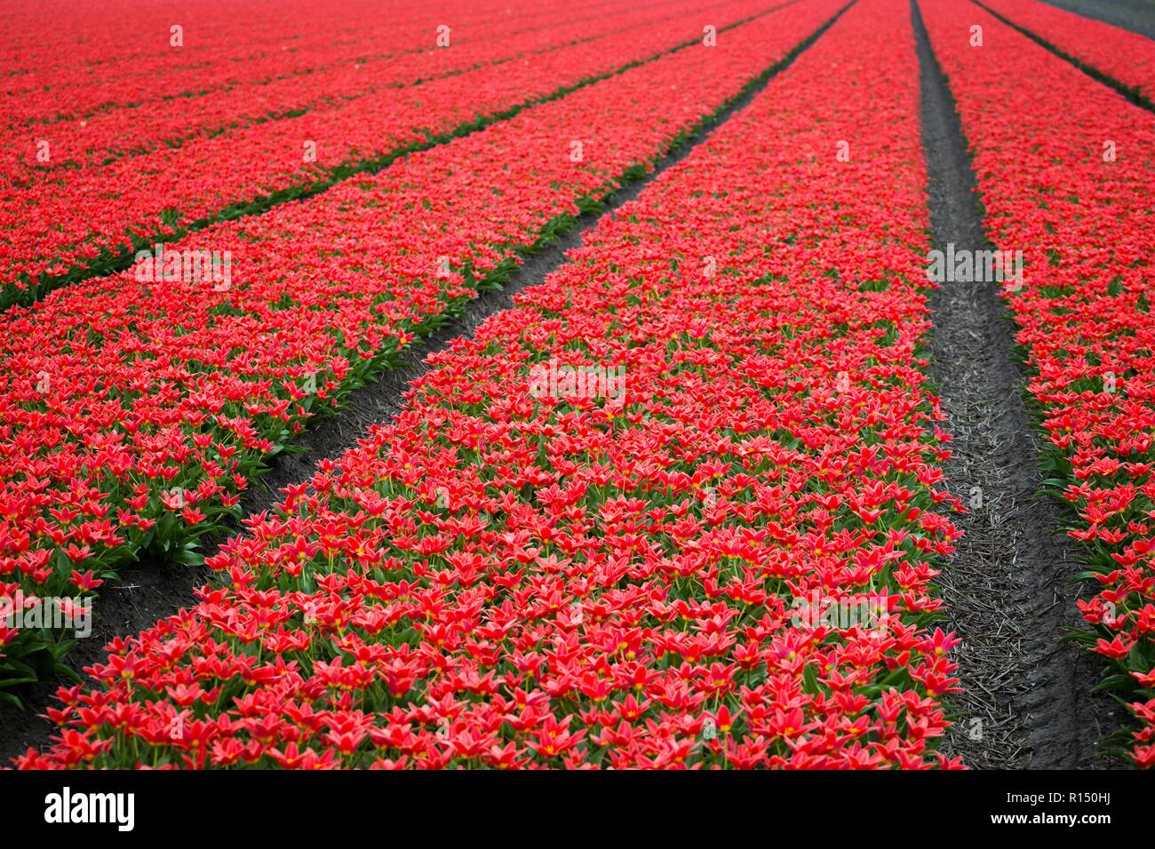 famous Dutch flower fields during flowering - rows of red tulips Stock ...