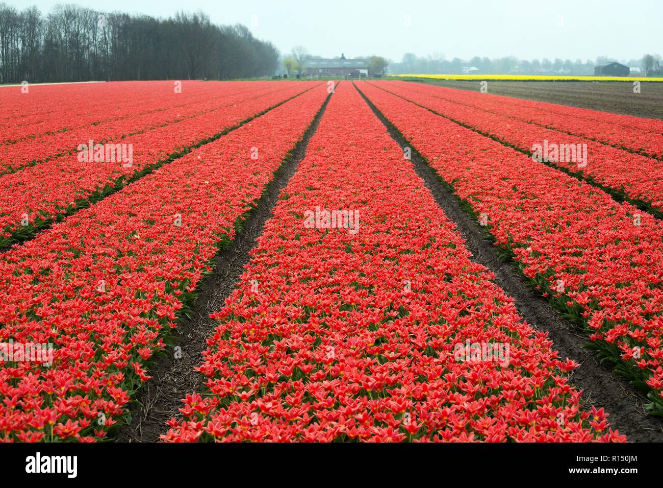 famous Dutch flower fields during flowering - rows of red tulips Stock ...