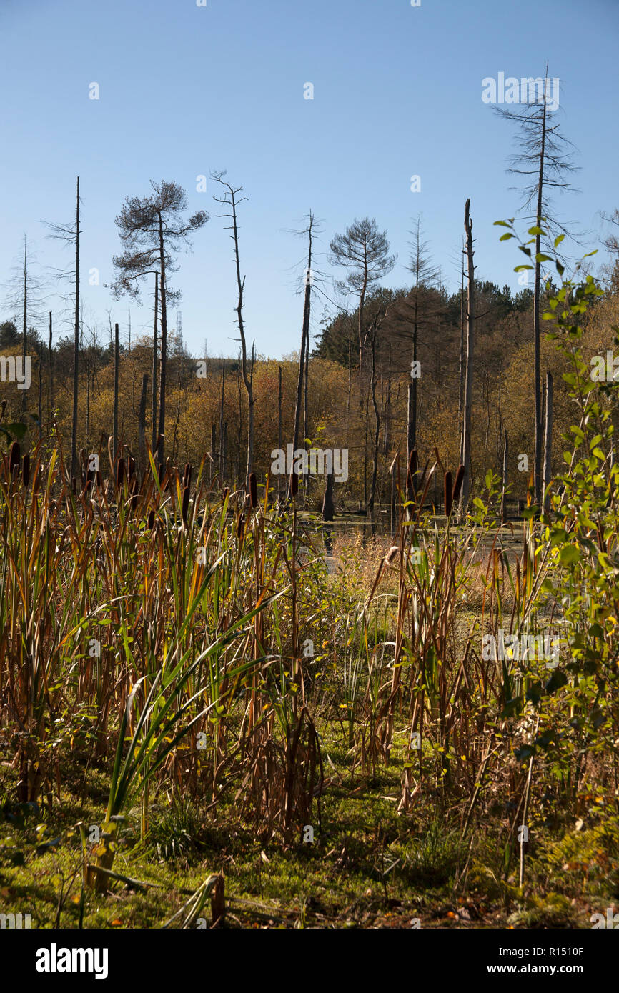 Forest Scenes, Delamere, UK Stock Photo - Alamy