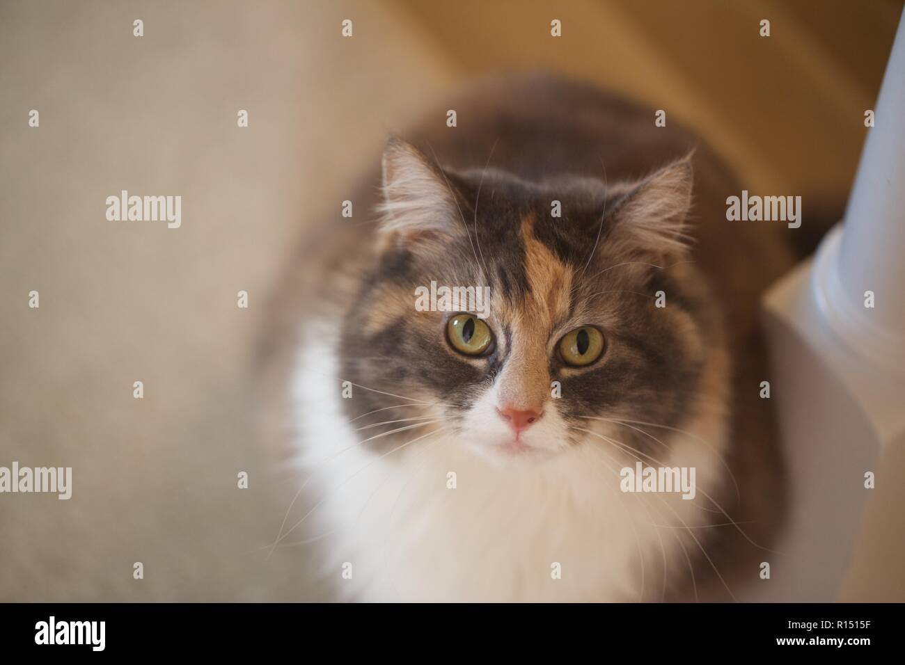 Dusky, Cat's Eyes Looking Into Camera Lens Stock Photo - Alamy