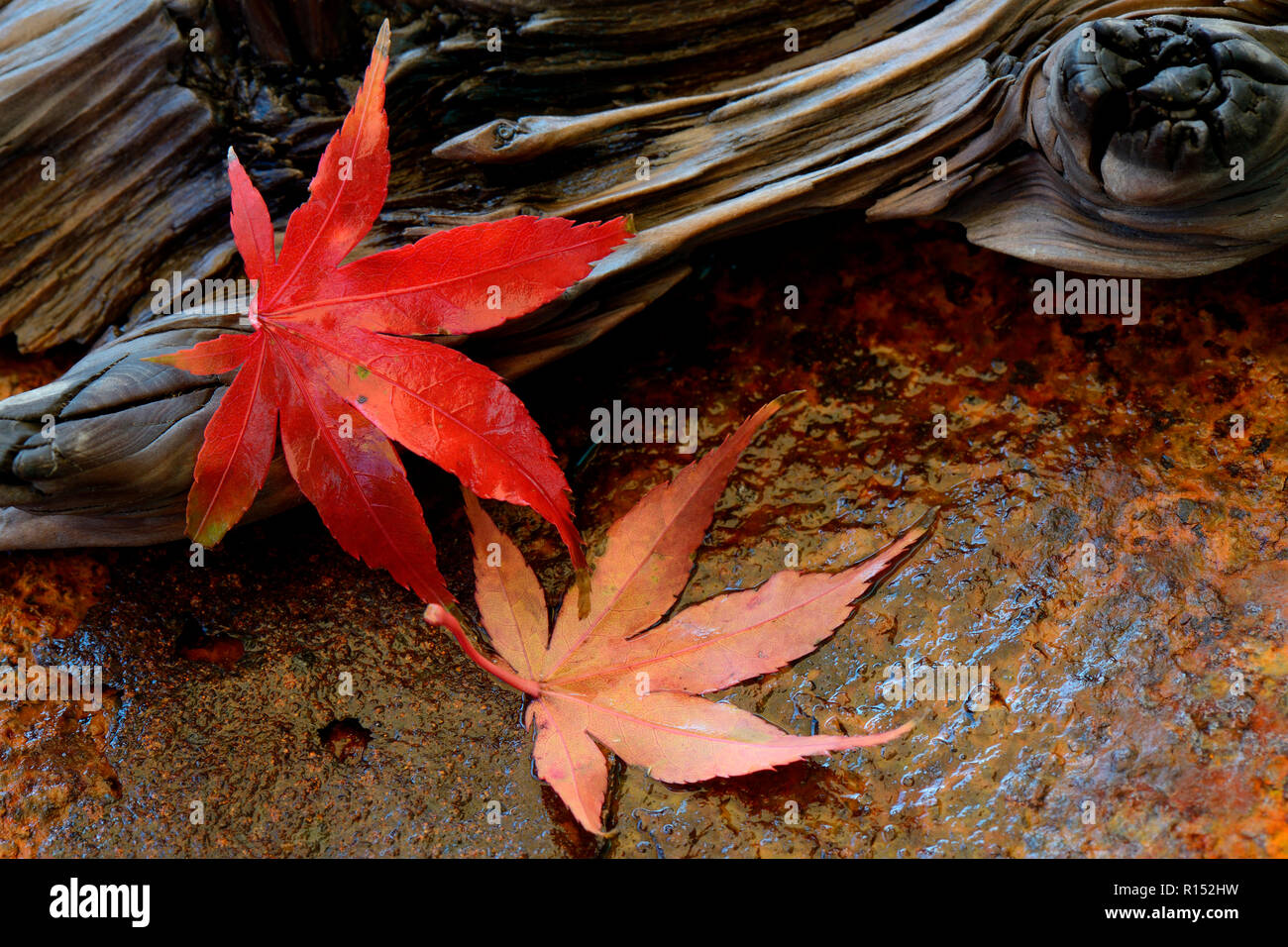 rote Ahornblaetter, Acer palmatum Stock Photo - Alamy