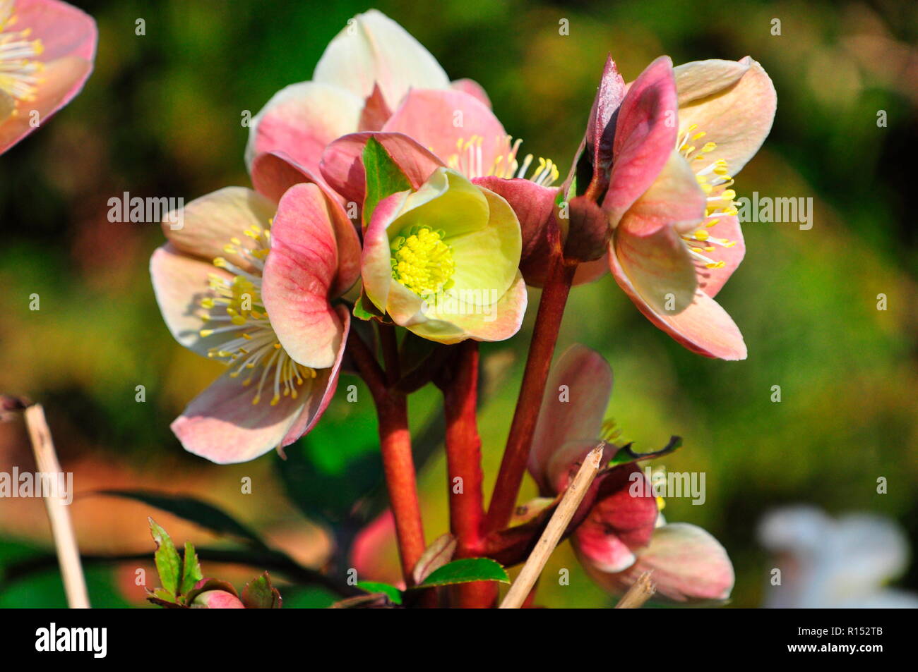 Flower of black hellebore helleborus niger hi-res stock photography and ...