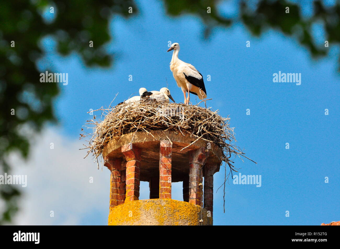 Birds of germany hi-res stock photography and images - Alamy