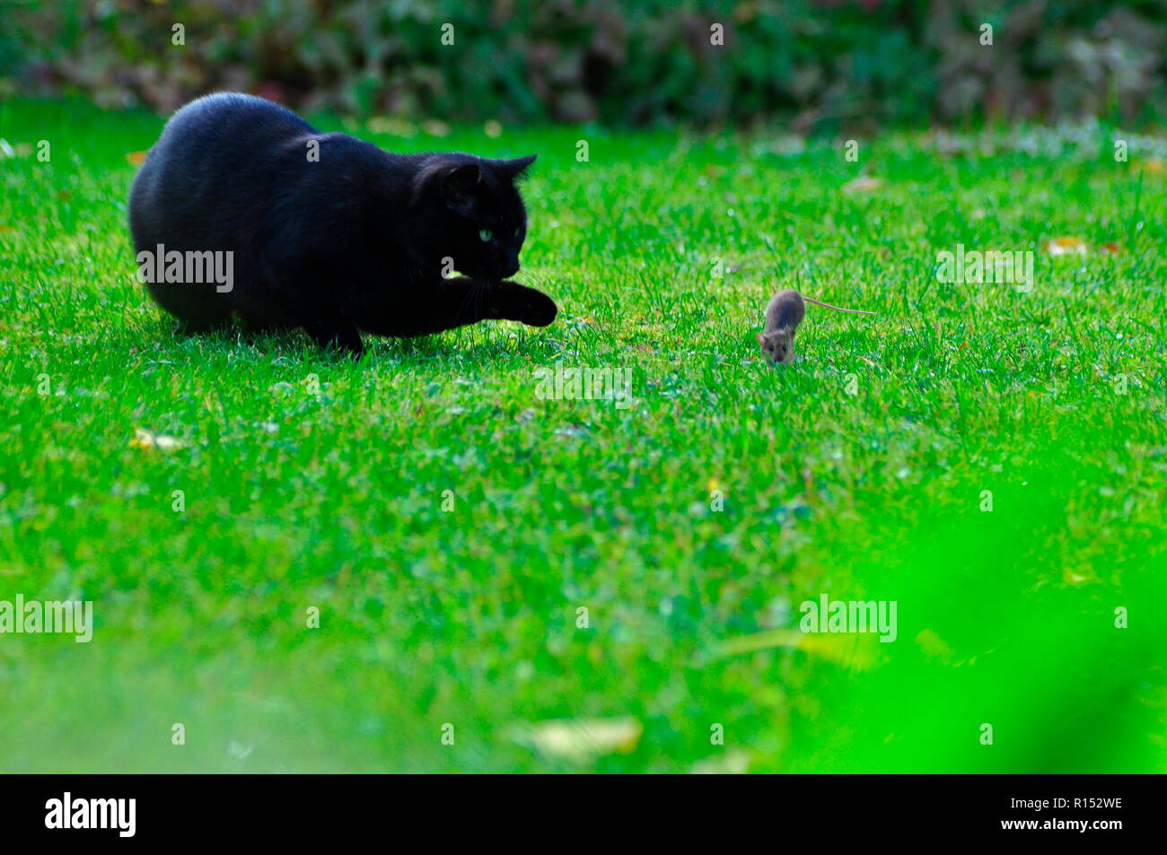 Domestic Cat hunting mouse Stock Photo - Alamy