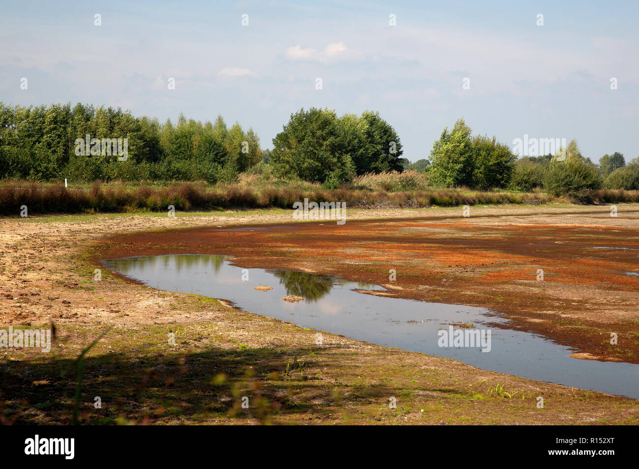 Drying up mere in Maasduinen National Park, Limburg, Netherlands Stock ...