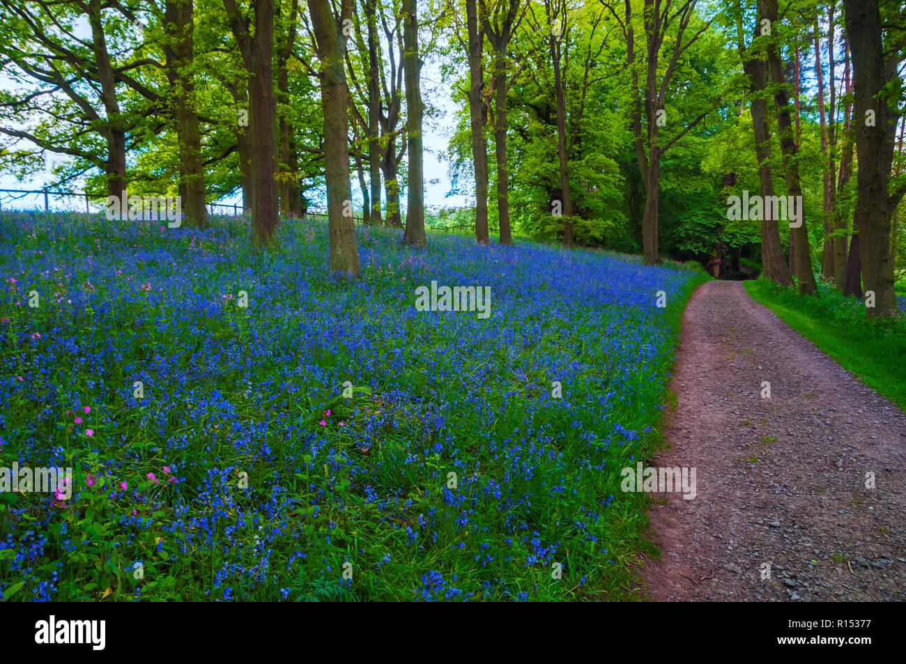 Spring bluebells growing in a Beech tree woodland in Staffordshire ...