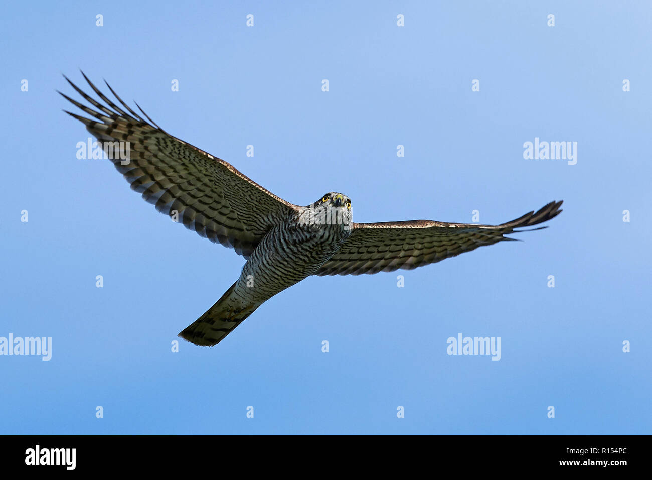 Eurasian sparrowhawk in flight with blue skies in the background Stock ...