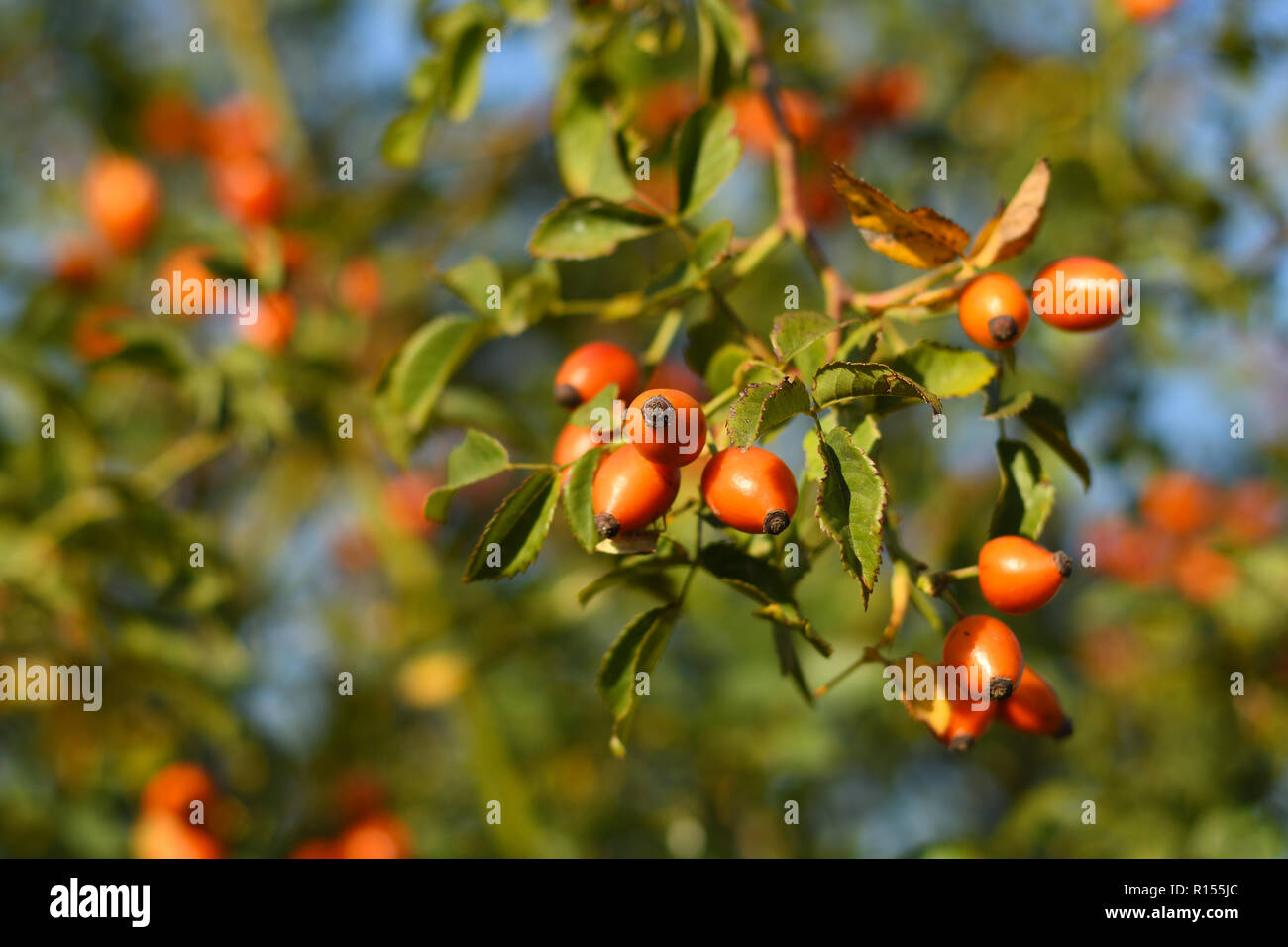 Branches of rosehip in autumn Stock Photo - Alamy