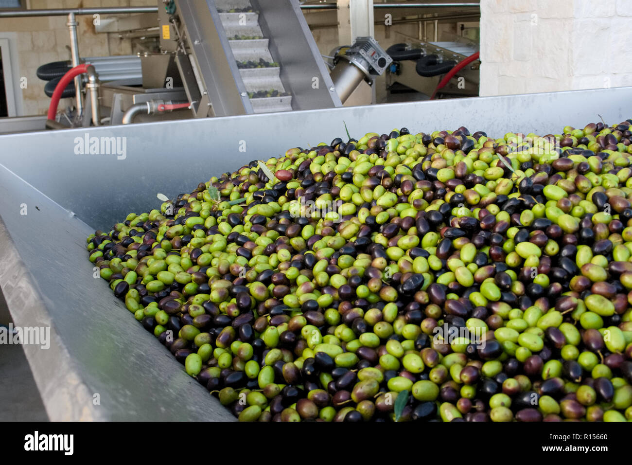Olive harvesting hi-res stock photography and images - Alamy