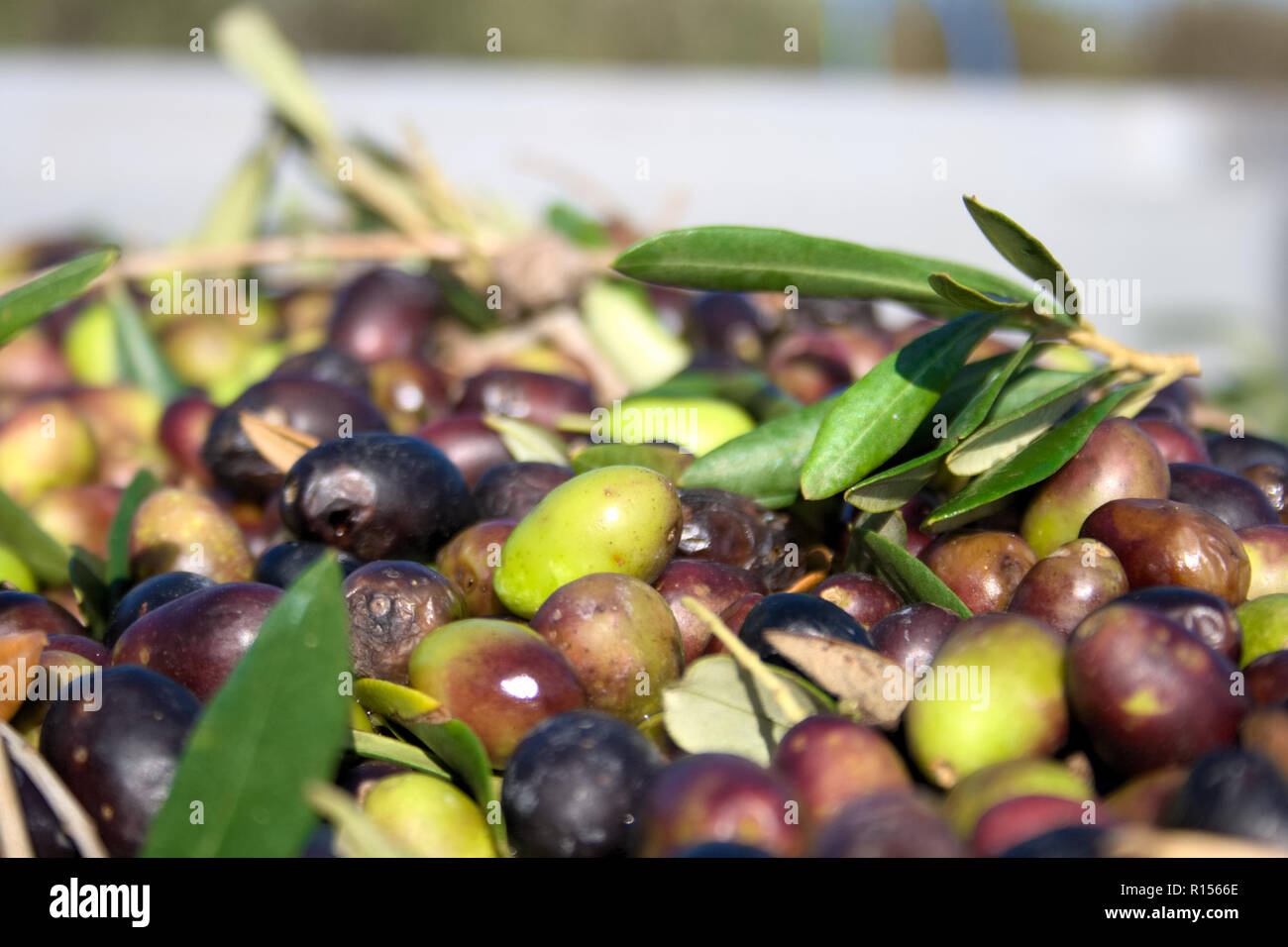 Green and black olives ready to be processed at the mill to get the ...