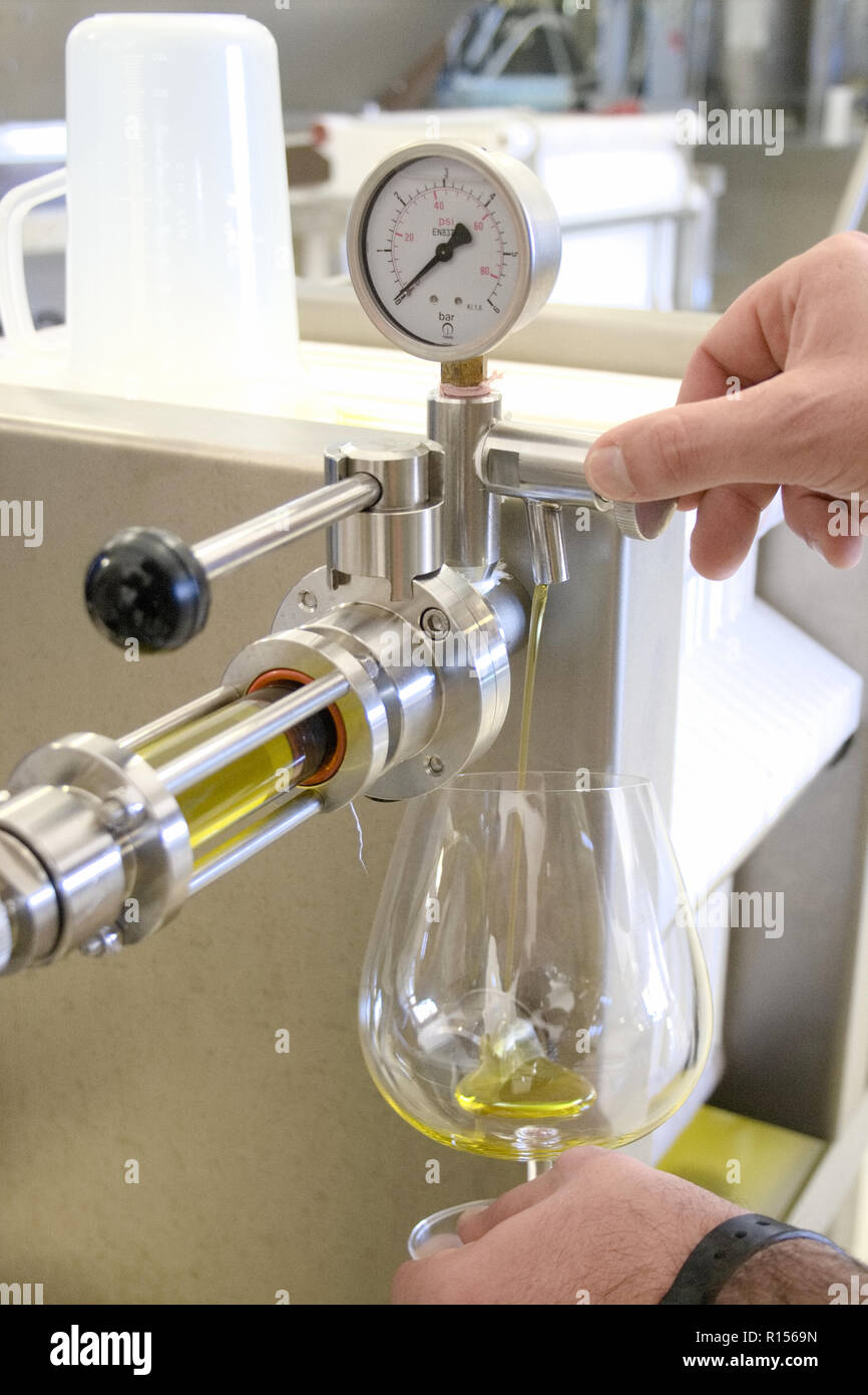 Ecological extra virgin olive oil production with modern technology ...
