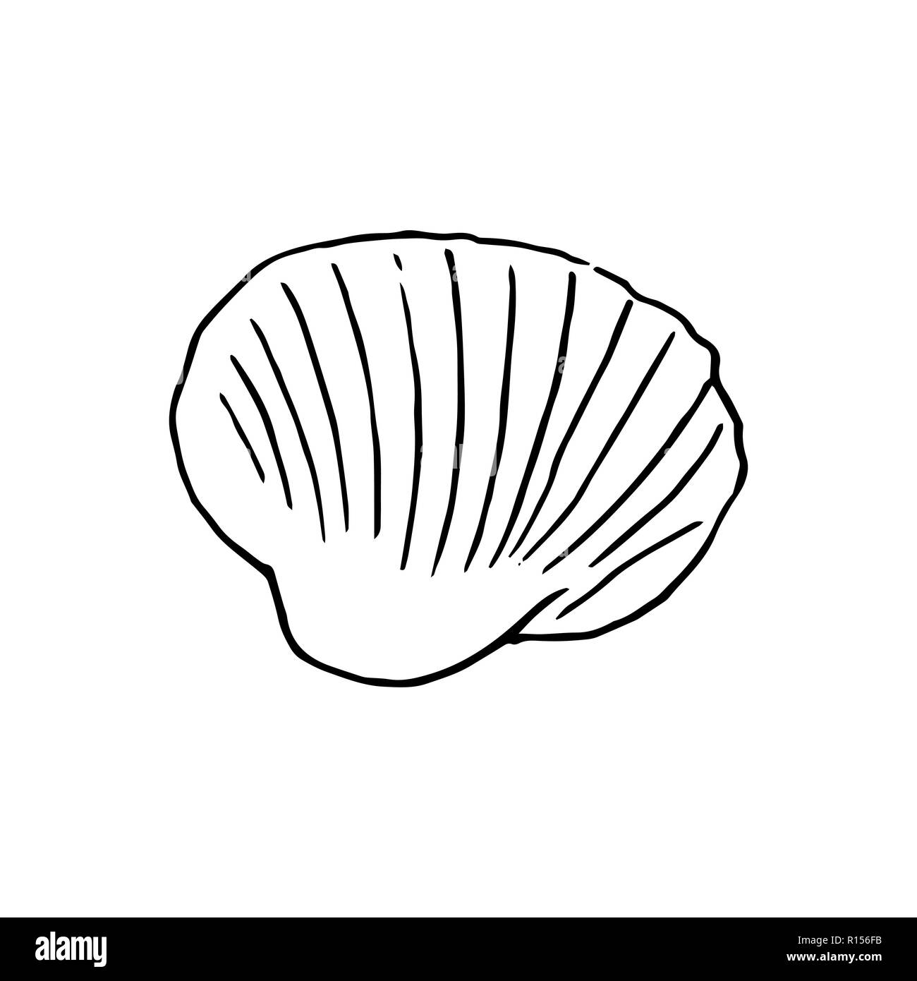 Clam invertebrate Black and White Stock Photos & Images - Alamy