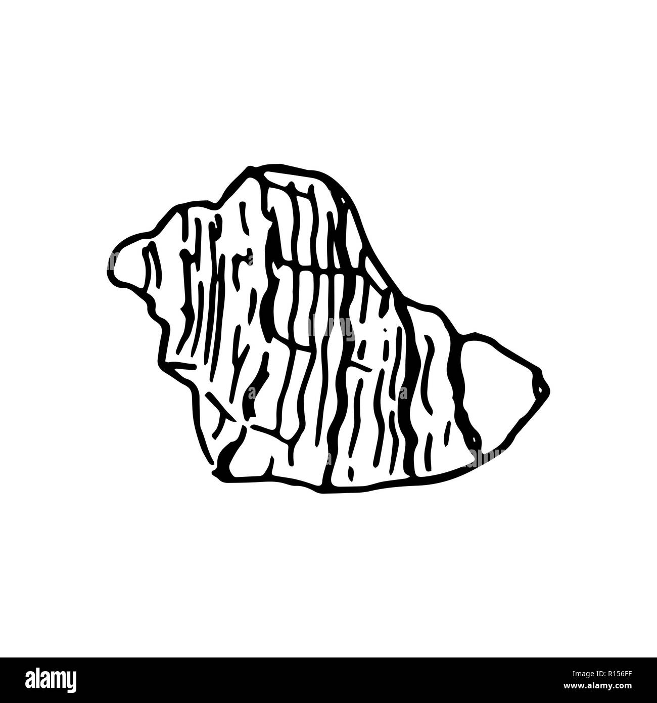 Set of various beautiful mollusk sea shells, sketch illustration ...