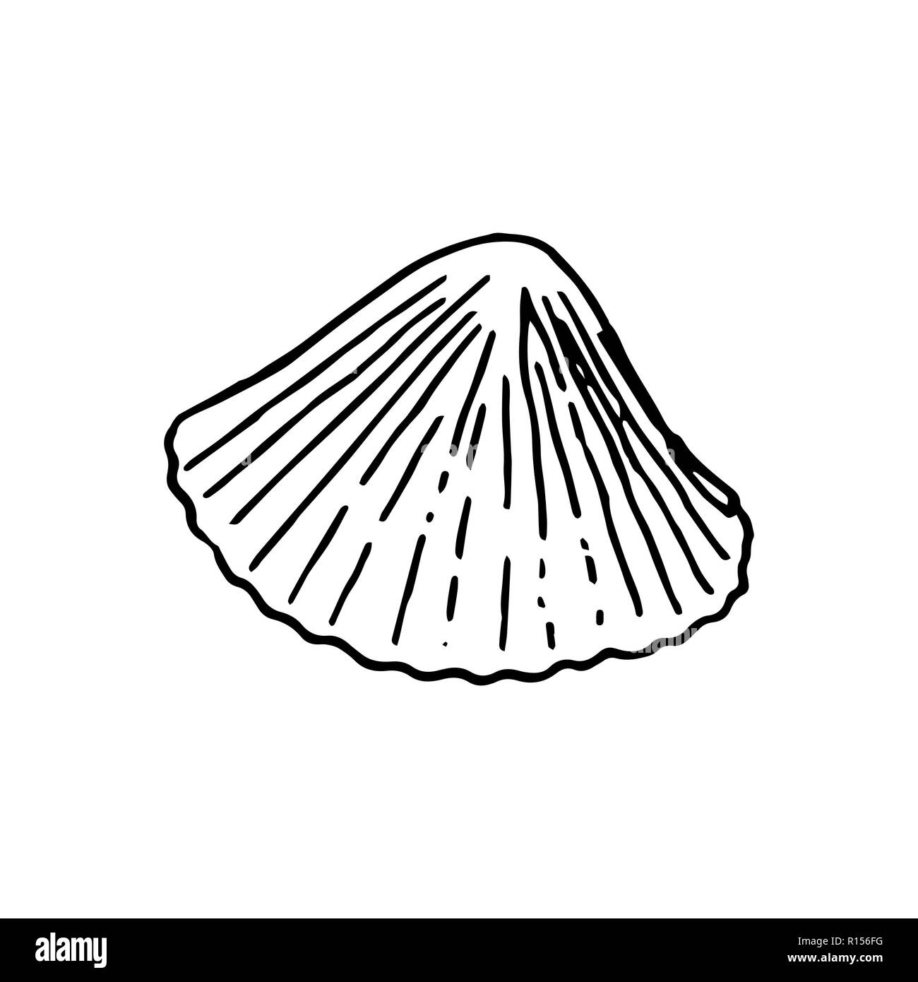 Set of various beautiful mollusk sea shells, sketch illustration ...