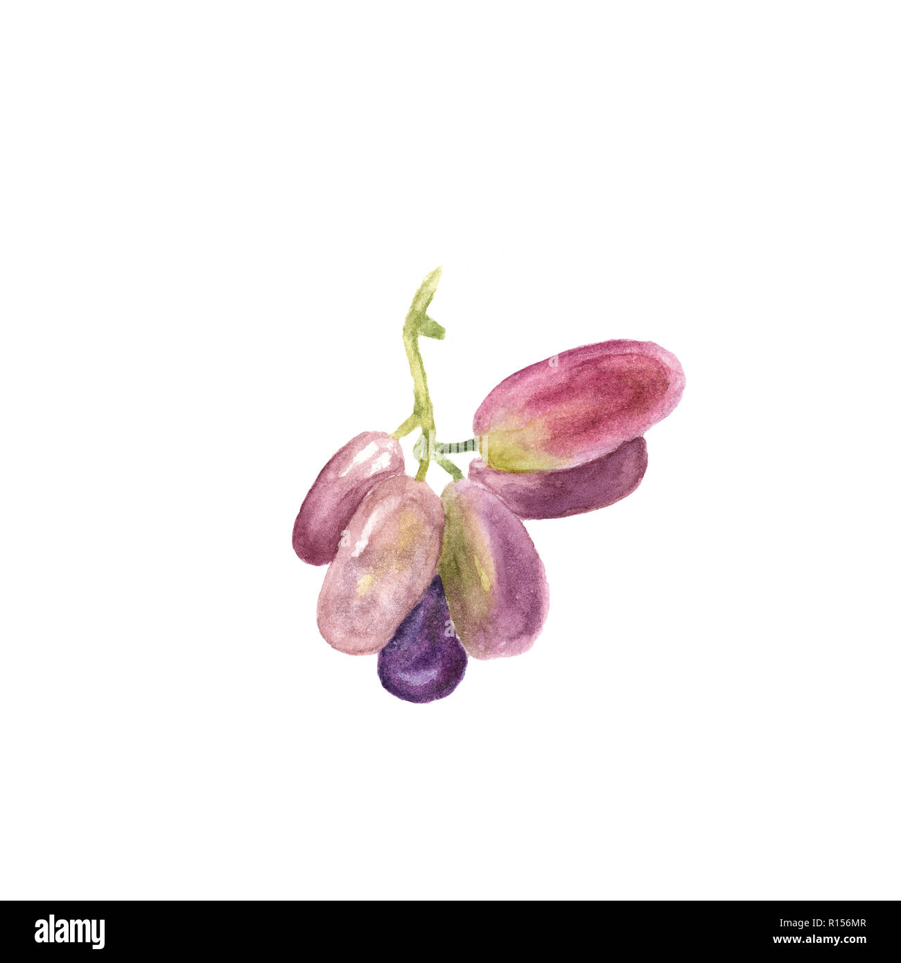 Watercolor grape fruit isolated on white background. Botany ...