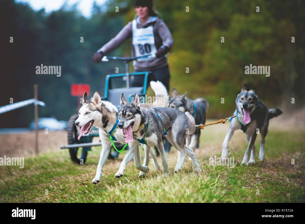 Sled Dogs 3