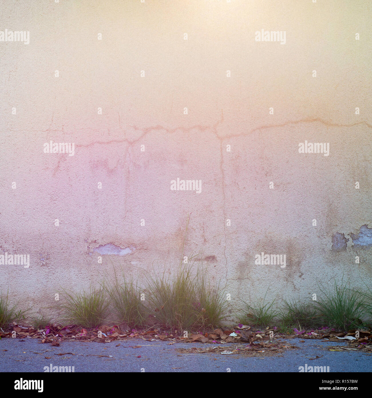 abandoned grunge cracked stucco wall, grass and dry leaves on the ...