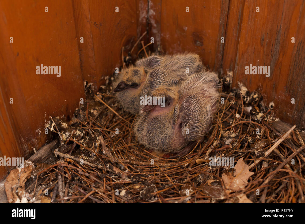 a nest of baby birds Dove Wild Bird House Stock Photo - Alamy