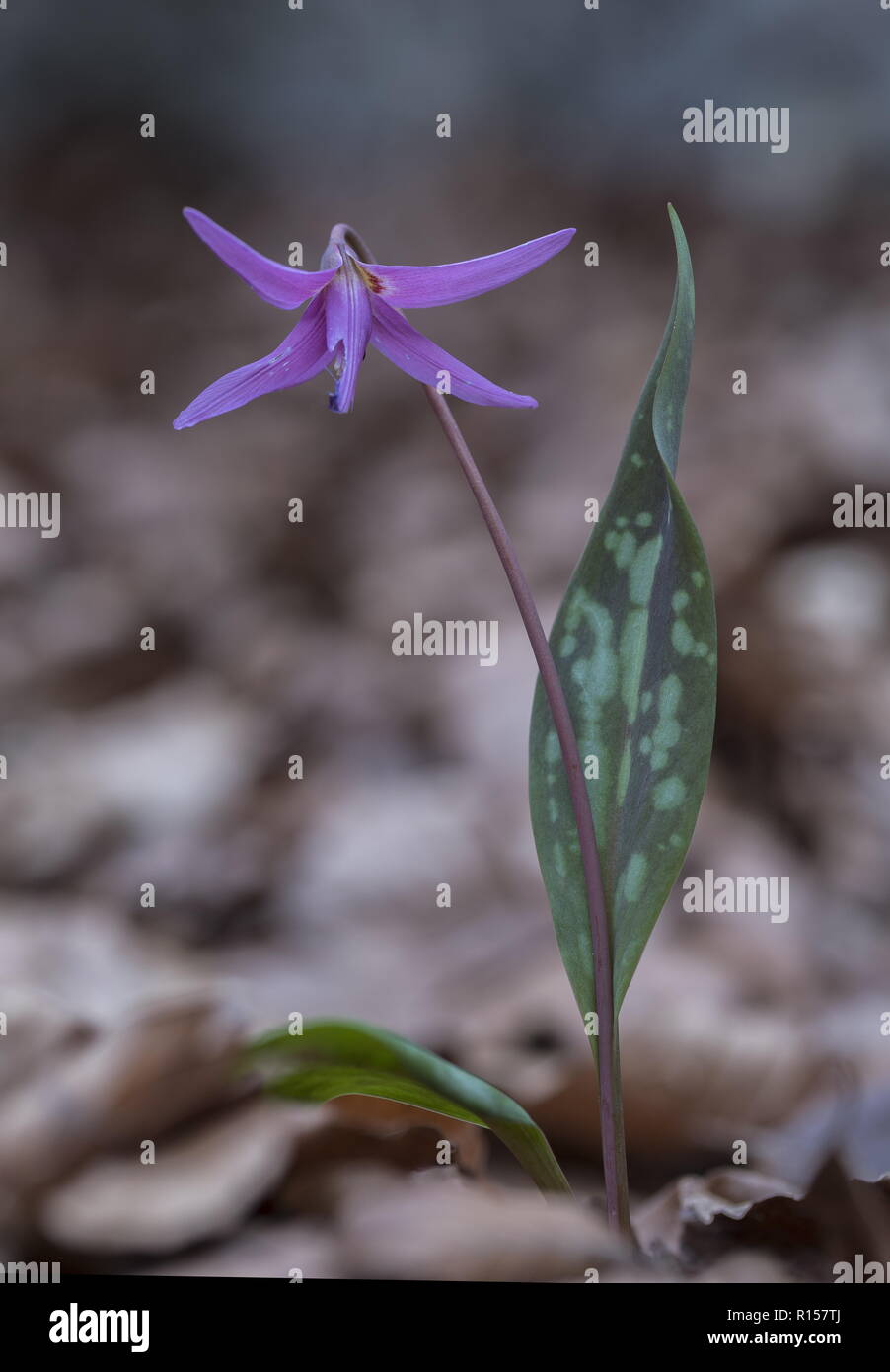 Dogtooth violet hi-res stock photography and images - Alamy